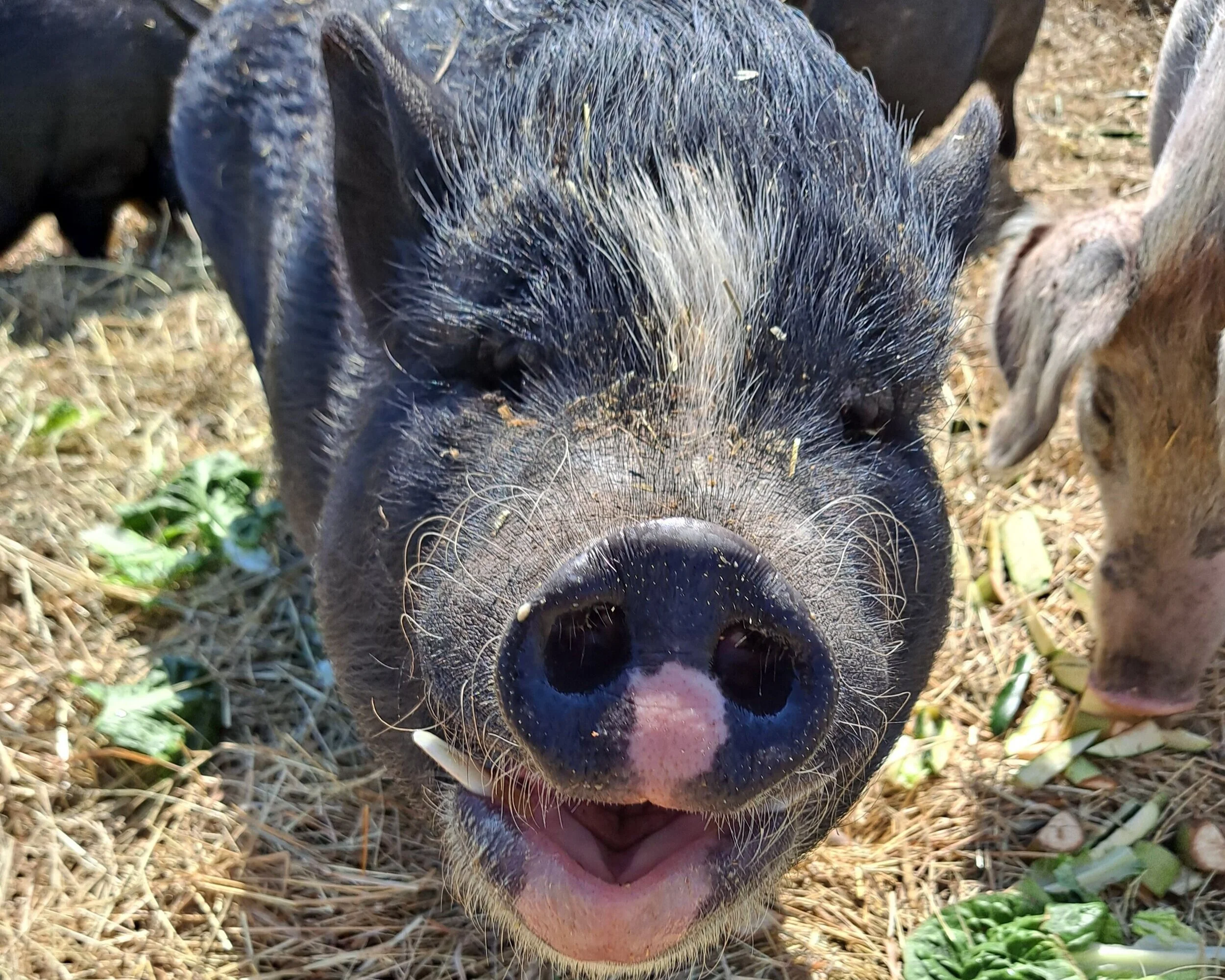Our Potbelly Pig Family — Tiny Hooves Sanctuary