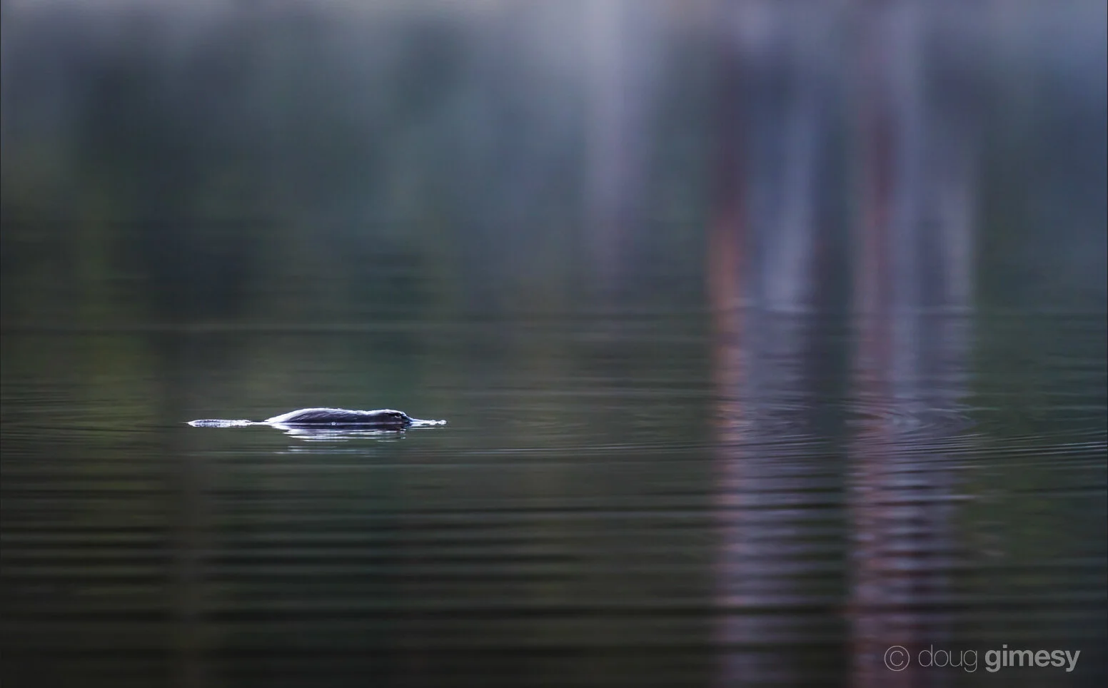 About Puddles the Platypus Chocolate — Chocolatier Australia