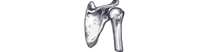 Orthopaedic Knee Surgeon Melbourne | Mr Lachlan Batty
