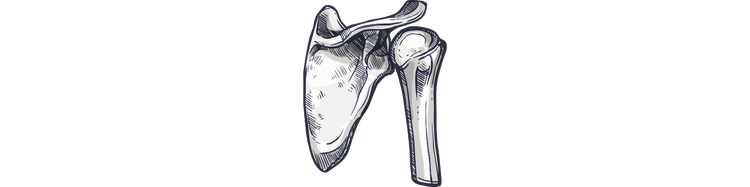 Orthopaedic Knee Surgeon Melbourne | Mr Lachlan Batty