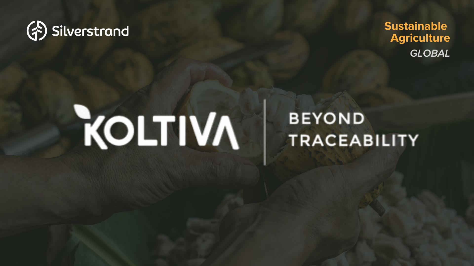 Our Investment Portfolio — Silverstrand Capital