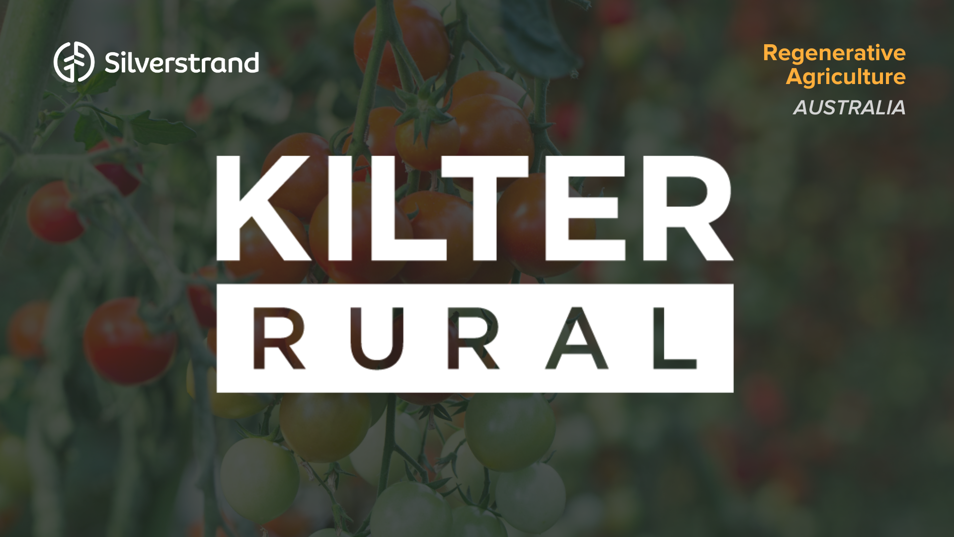 Our Investment Portfolio — Silverstrand Capital