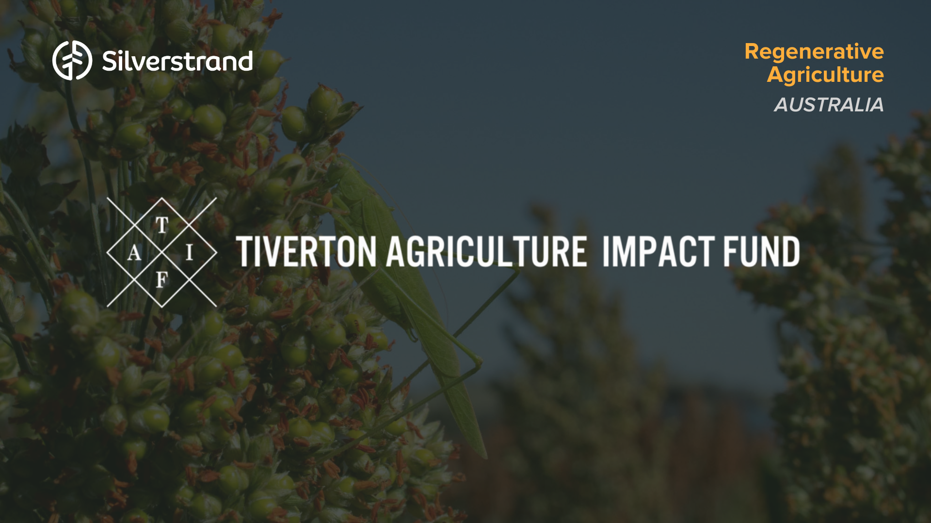 Our Investment Portfolio — Silverstrand Capital