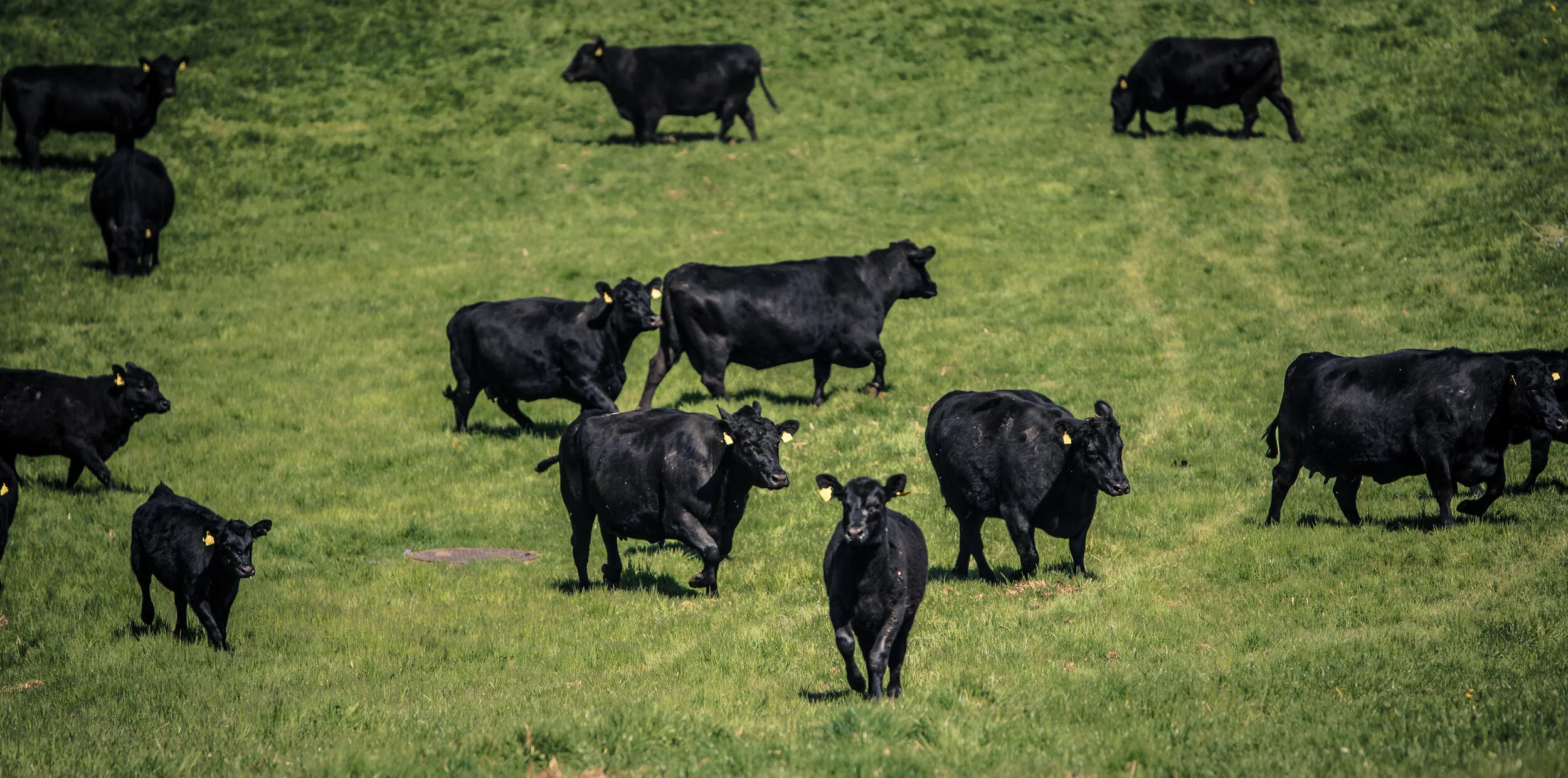 Eichenberger Angus