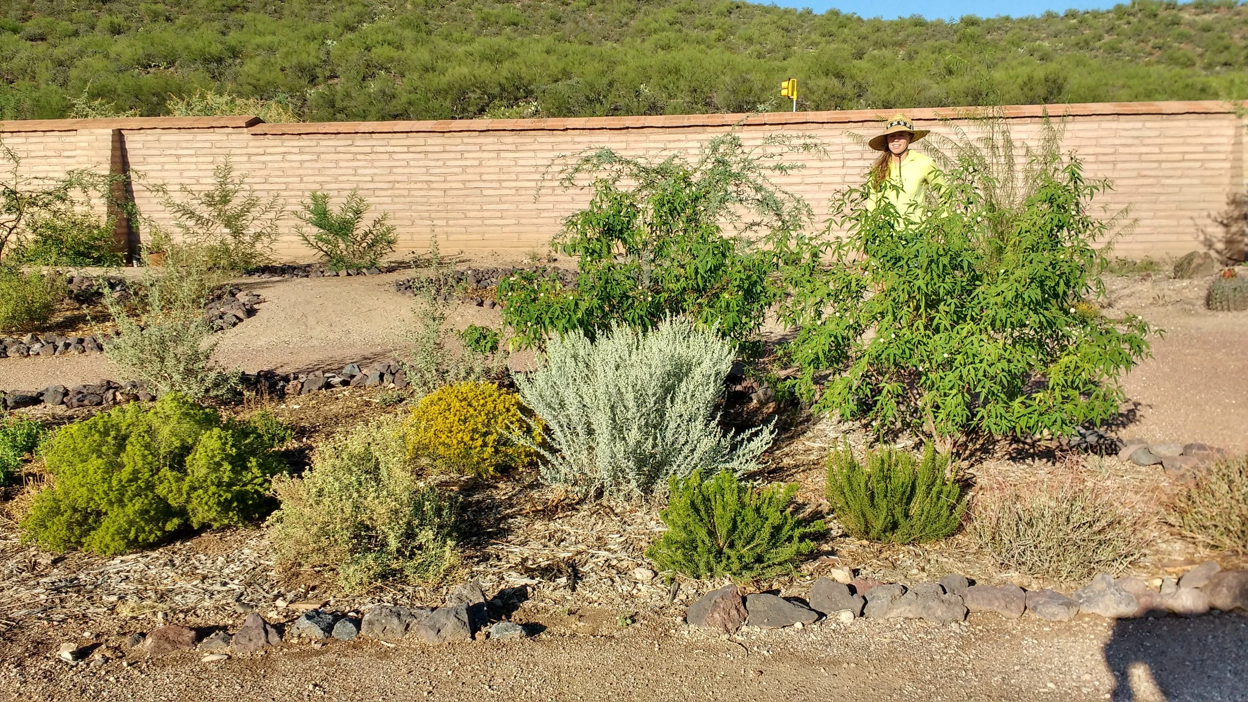 Healing Herb Walk — Mission Garden