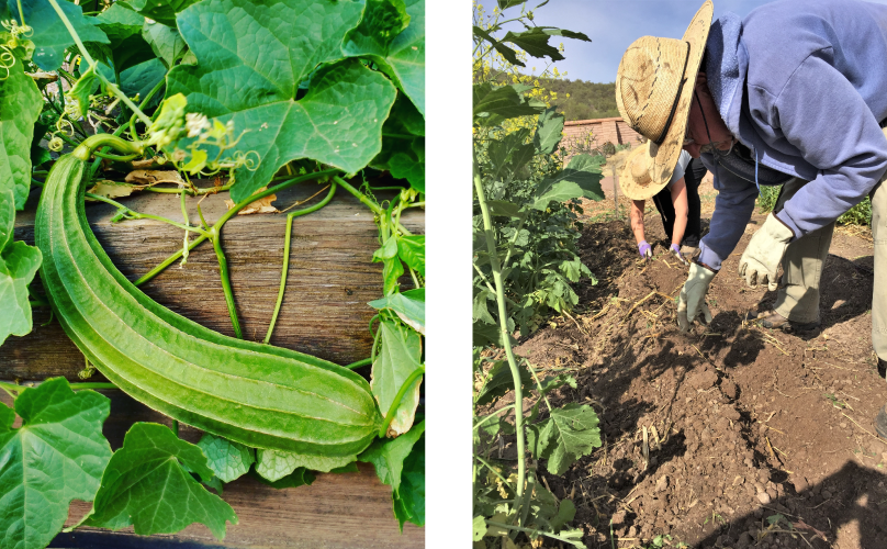 Visit — Mission Garden