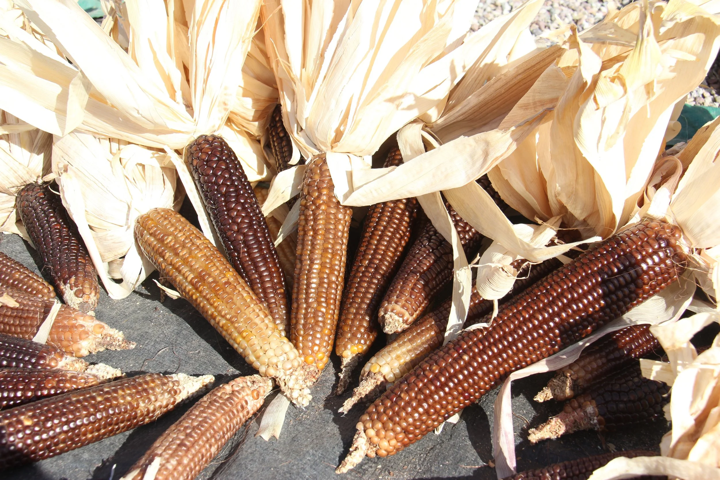 Special Events — Mission Garden