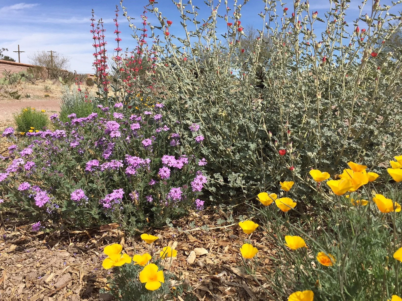Healing Herb Walk — Mission Garden