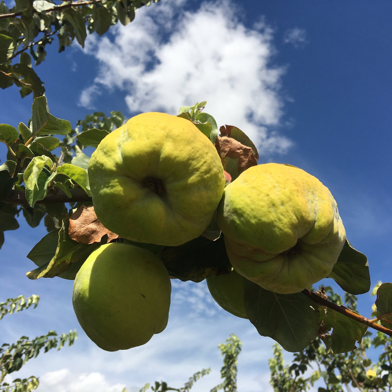 Quince Cooking Workshop with Carolyn Niethammer — Mission Garden