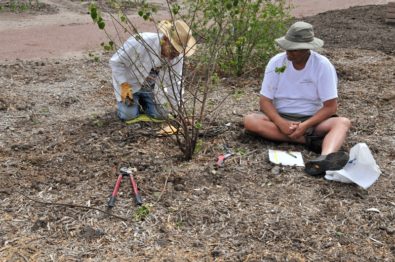 Tree Care and Planting Workshop — Mission Garden