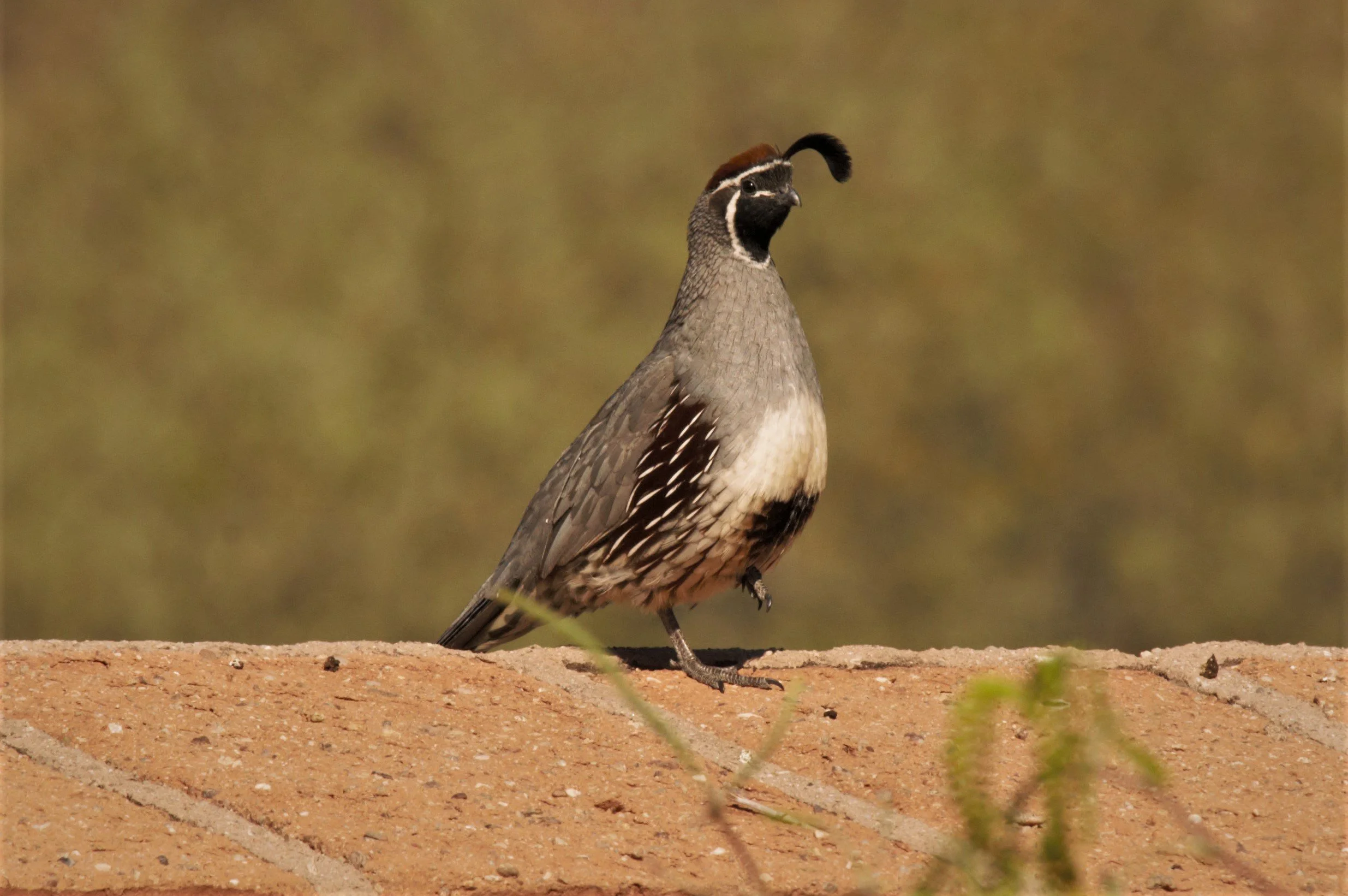 Birds of Mission Garden — Mission Garden