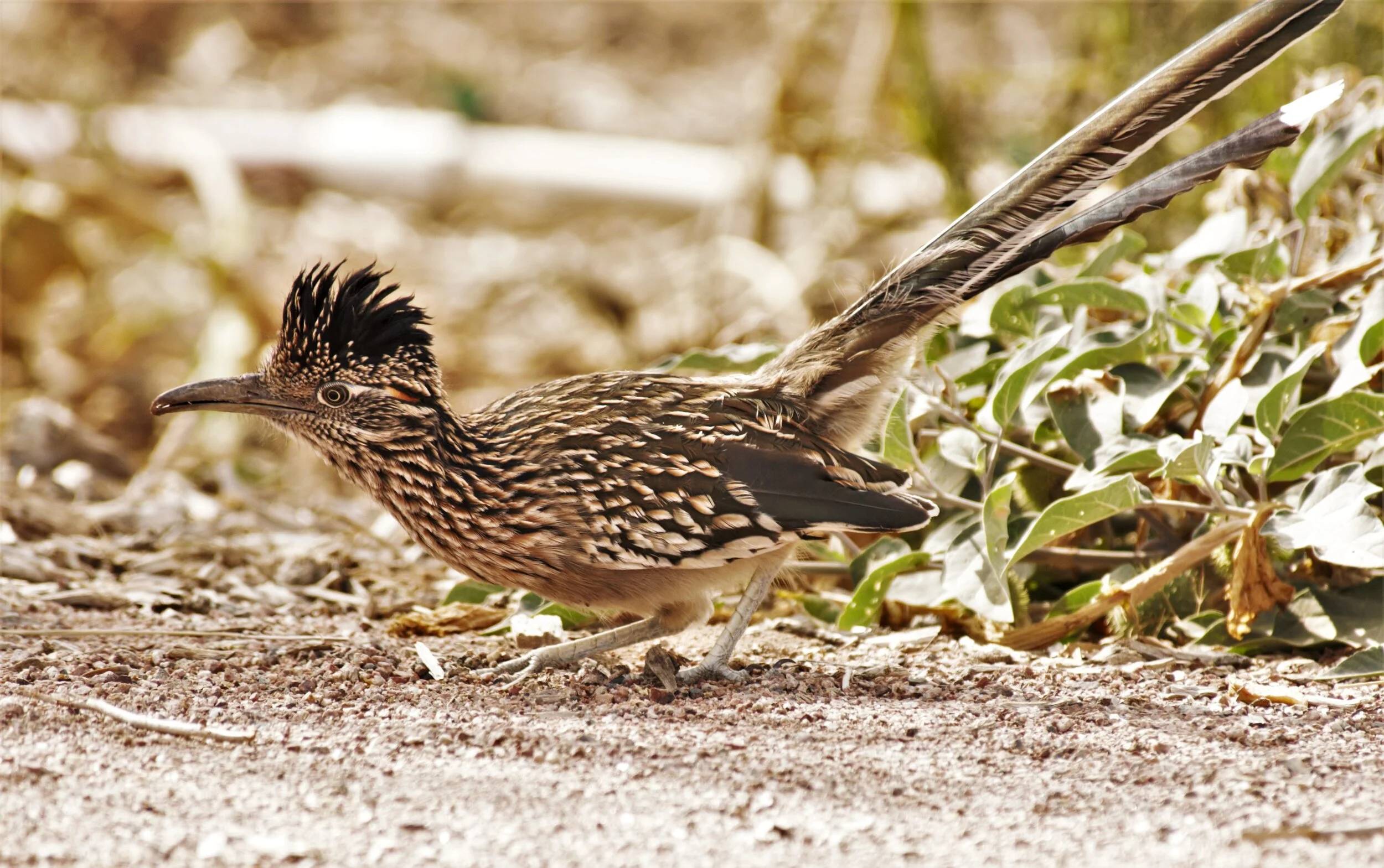 Monthly Bird Walk — Mission Garden