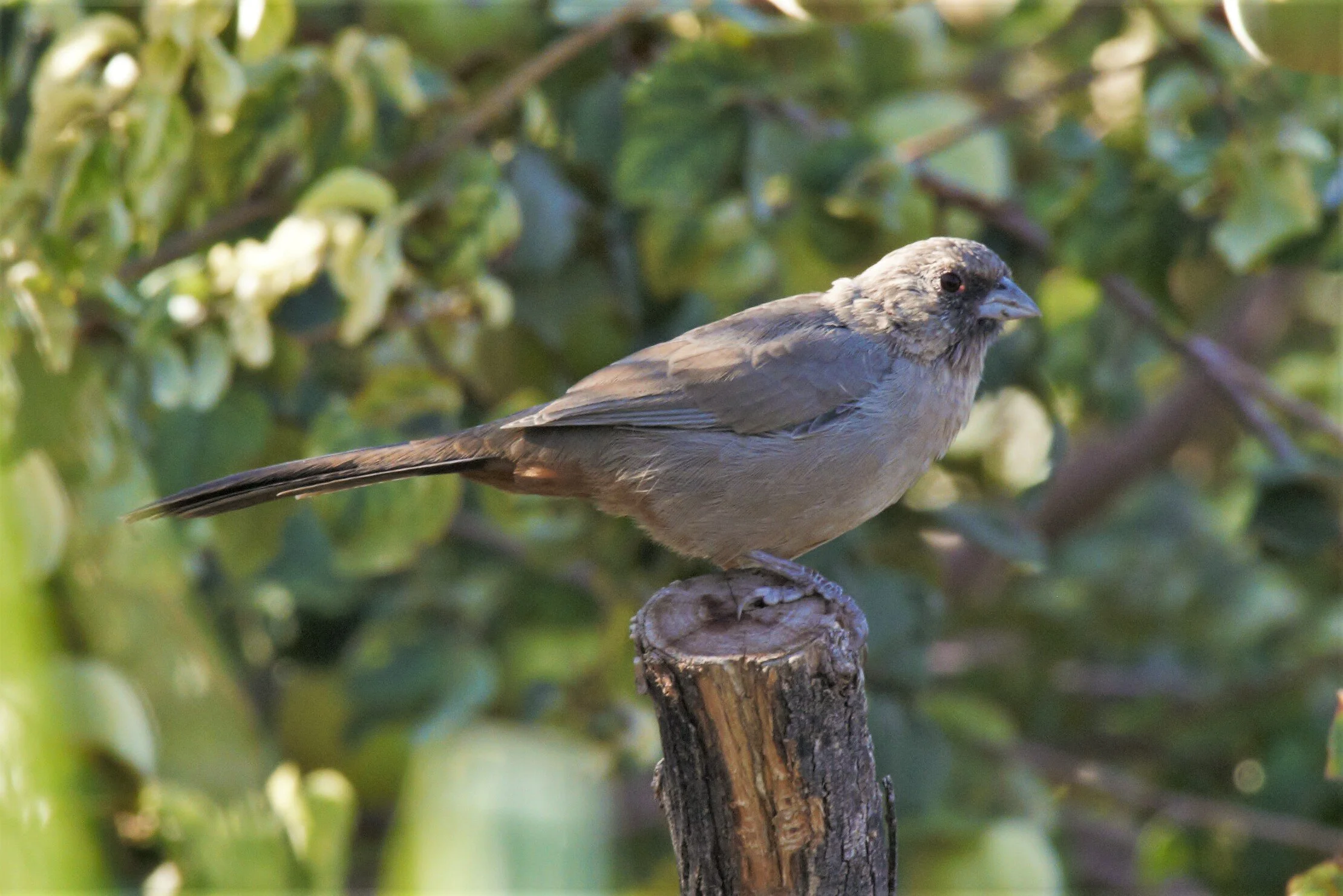 Mission Garden Bird Walk — Mission Garden