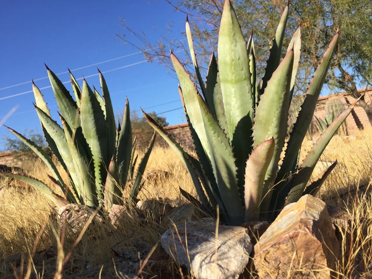 What is Agave Spirit? | Menu Explain