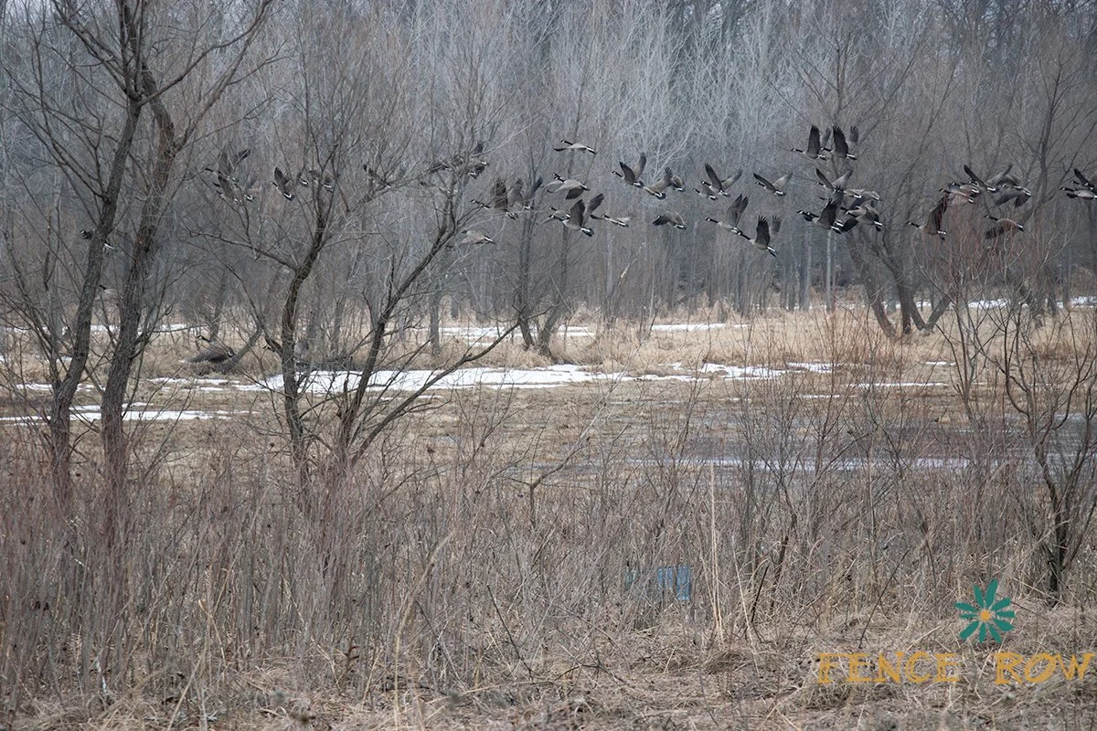 Fence Row Photography