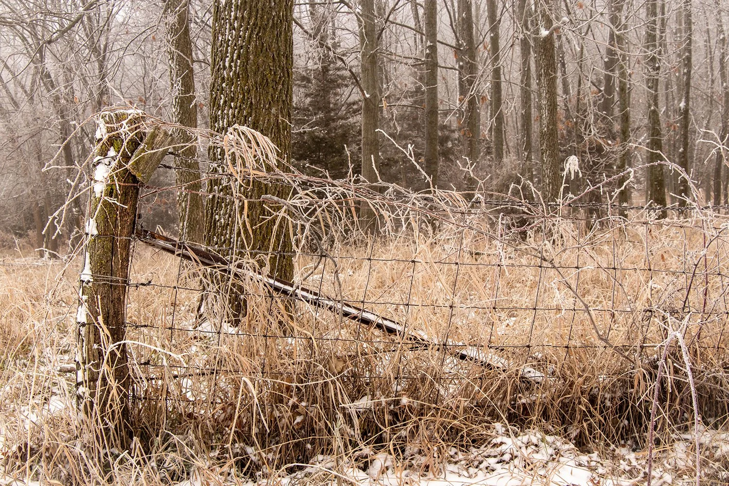 Fence Rows — Fence Row Photography