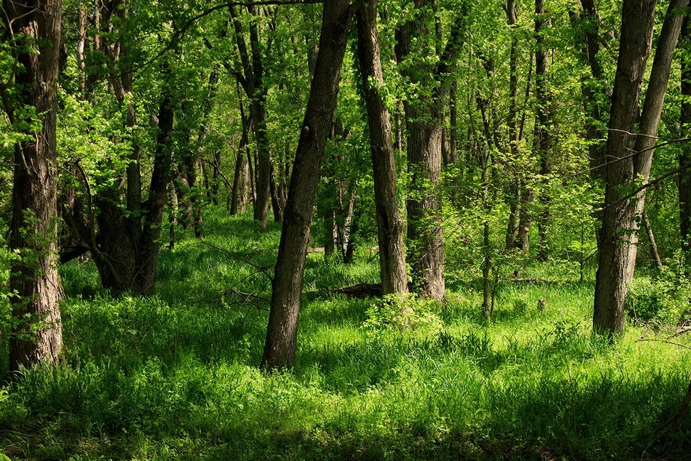 Fence Row Photography