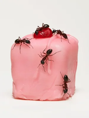 Gallery 3 — BELA BORSODI