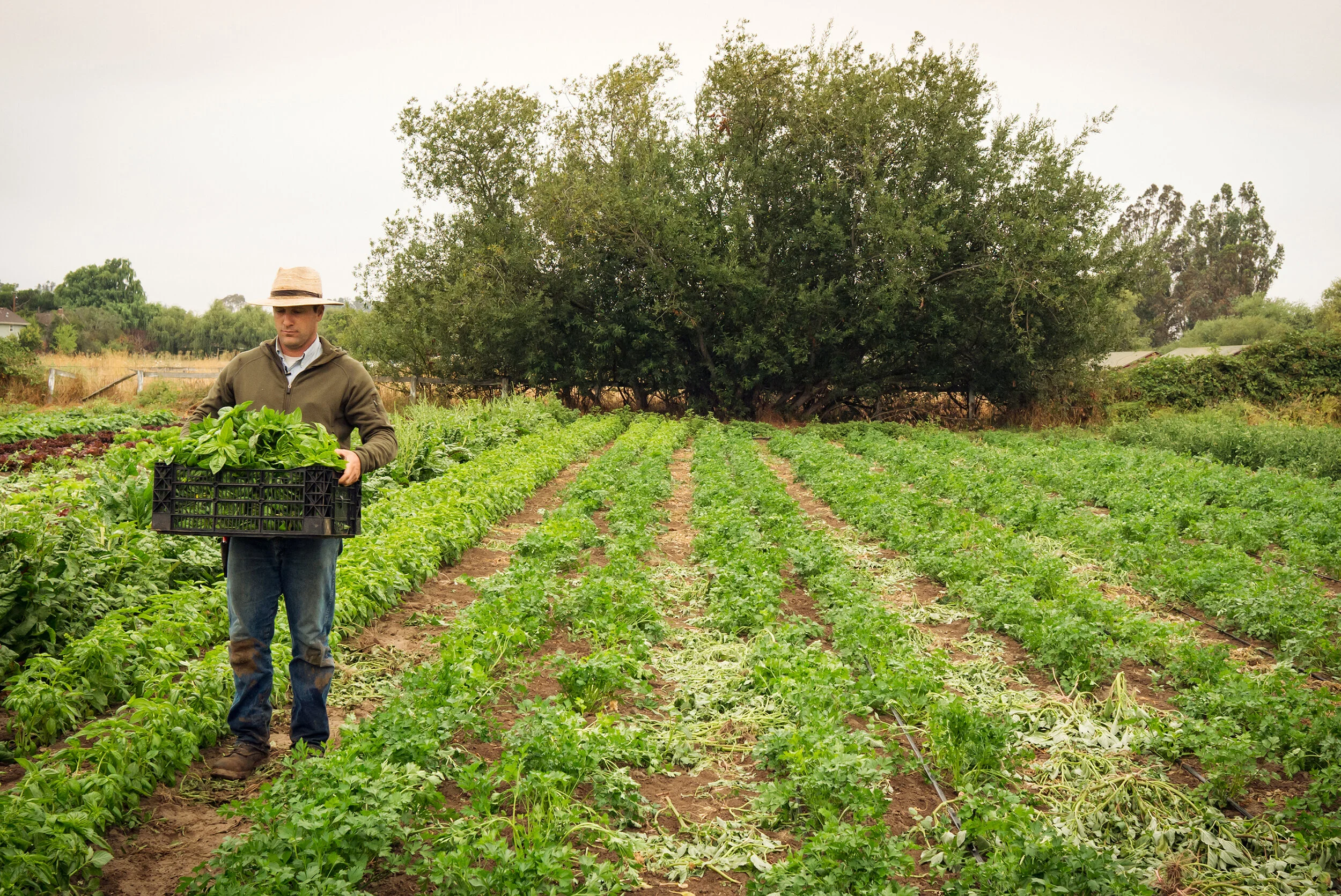 Kitchen Table Advisors | Business advising to small farms