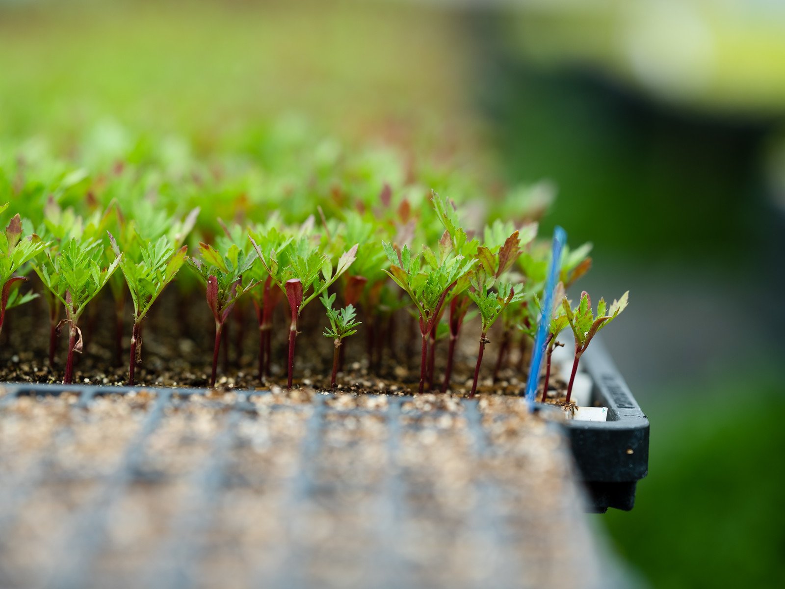 Kitchen Table Advisors | Business advising to small farms