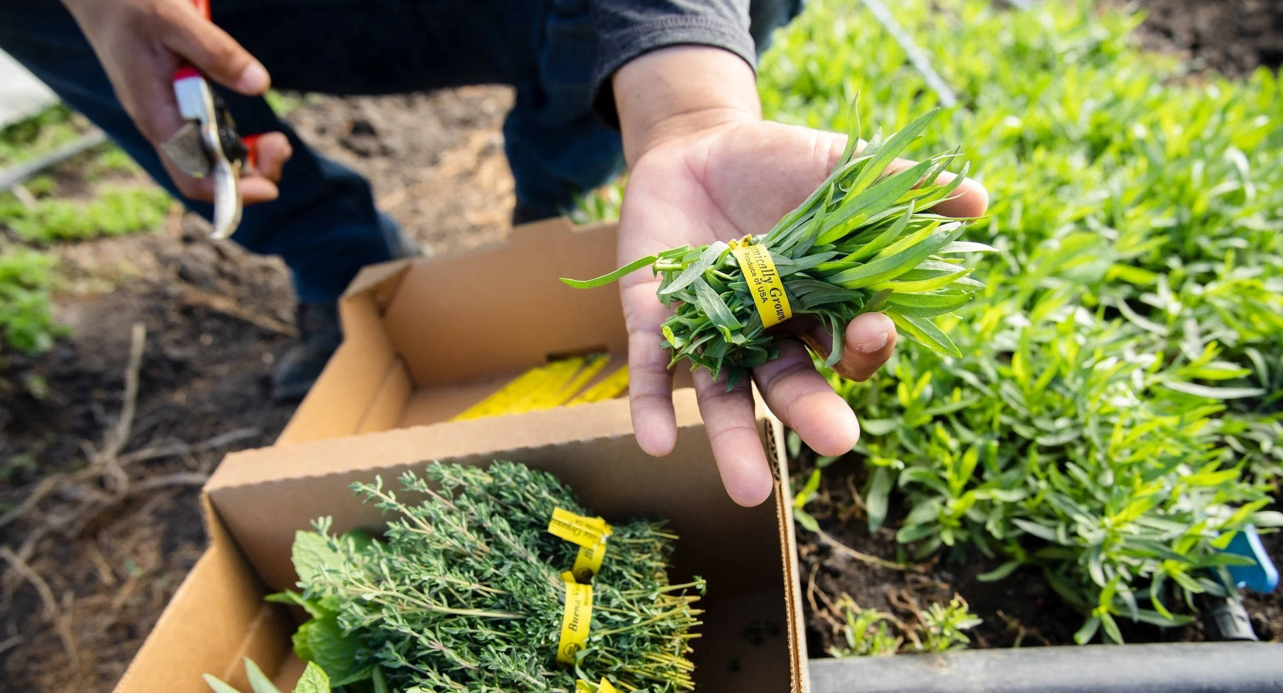 Kitchen Table Advisors | Business advising to small farms