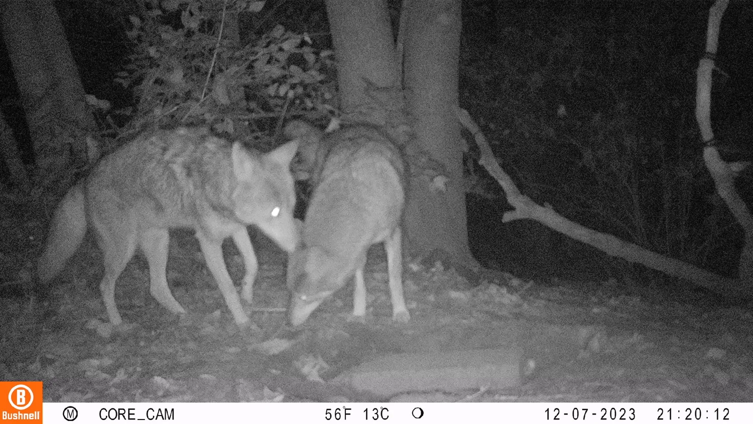 Urban coyotes on the move — Forest Park Living Lab