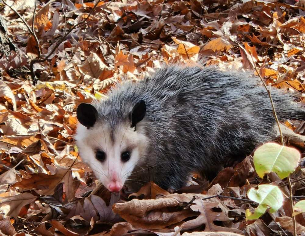 Virginia Opossum — Forest Park Living Lab