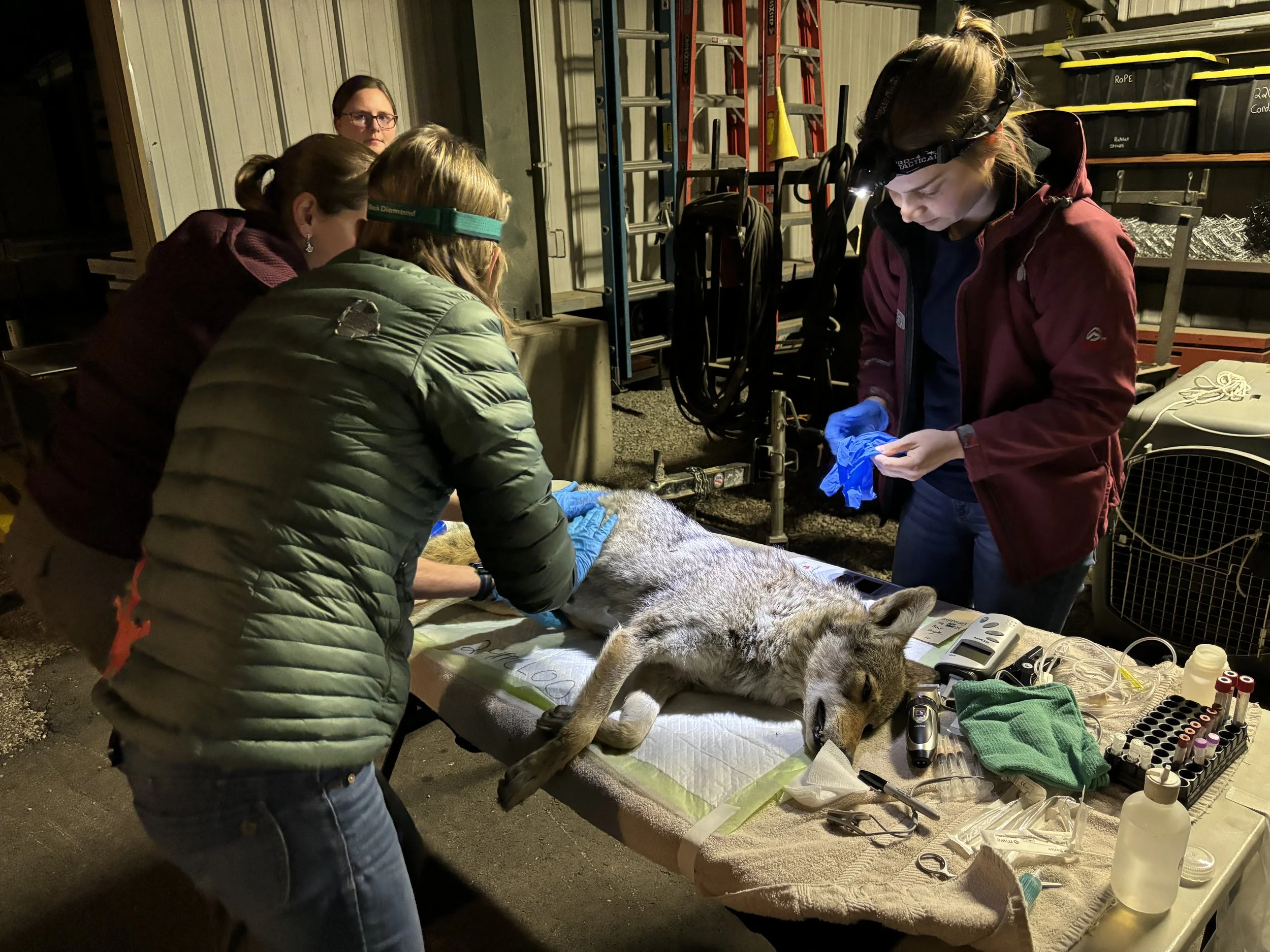 Urban coyotes on the move — Forest Park Living Lab