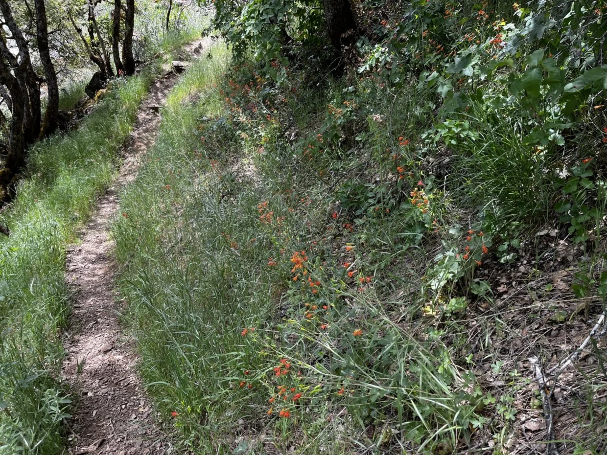 Colby Mountain Rec Project — Northern California Regional Land Trust