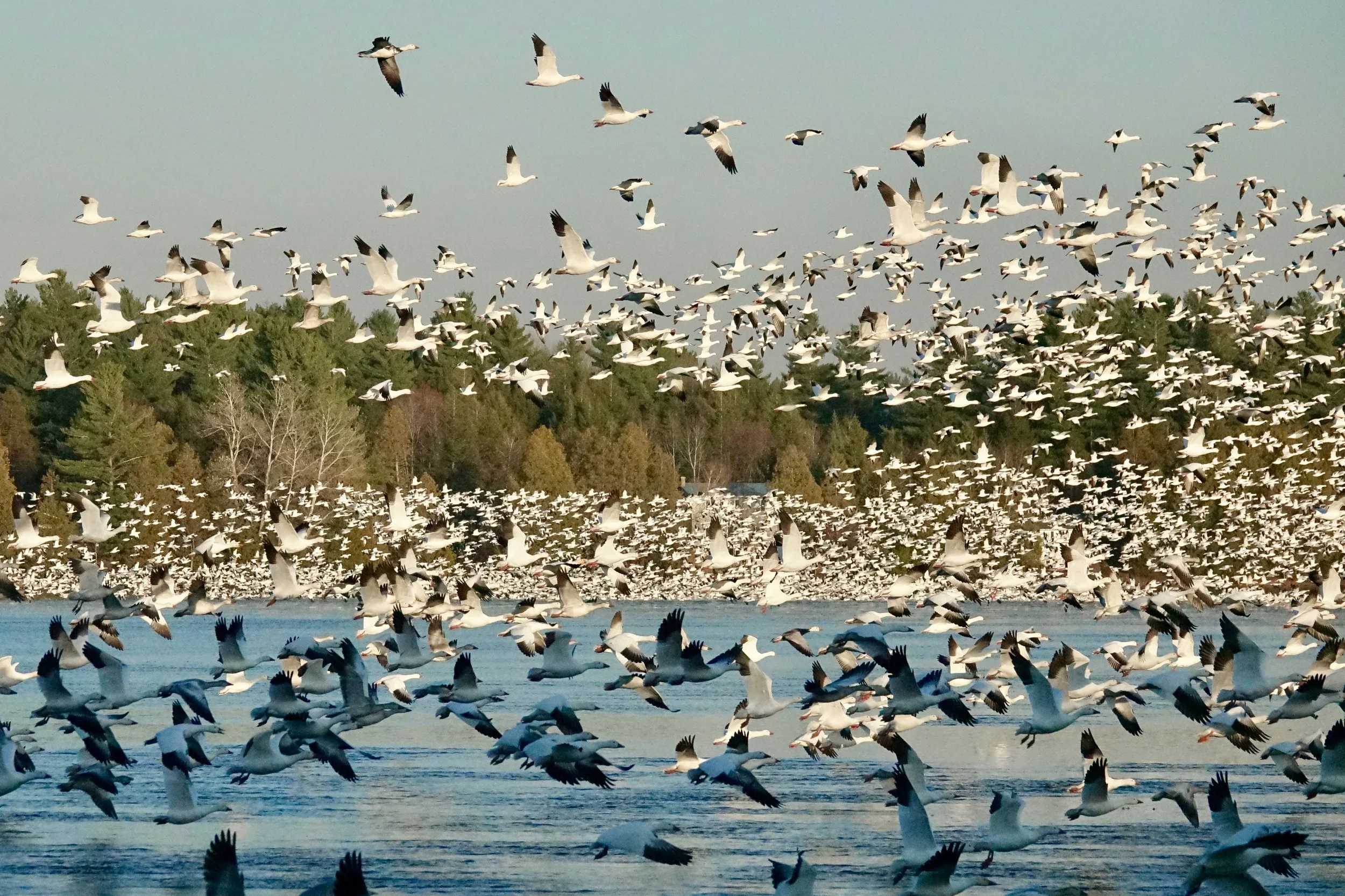 Petit lac Saint-François, Saint-François-Xavier-de-Brompton — LA SLOE