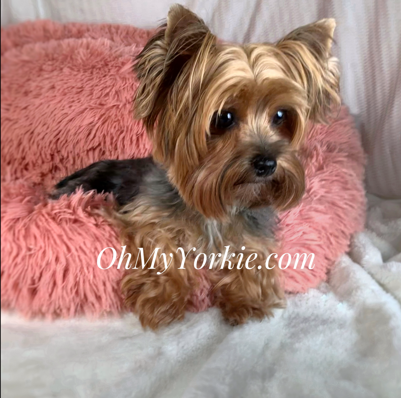 Parents — OhMyYorkie.com