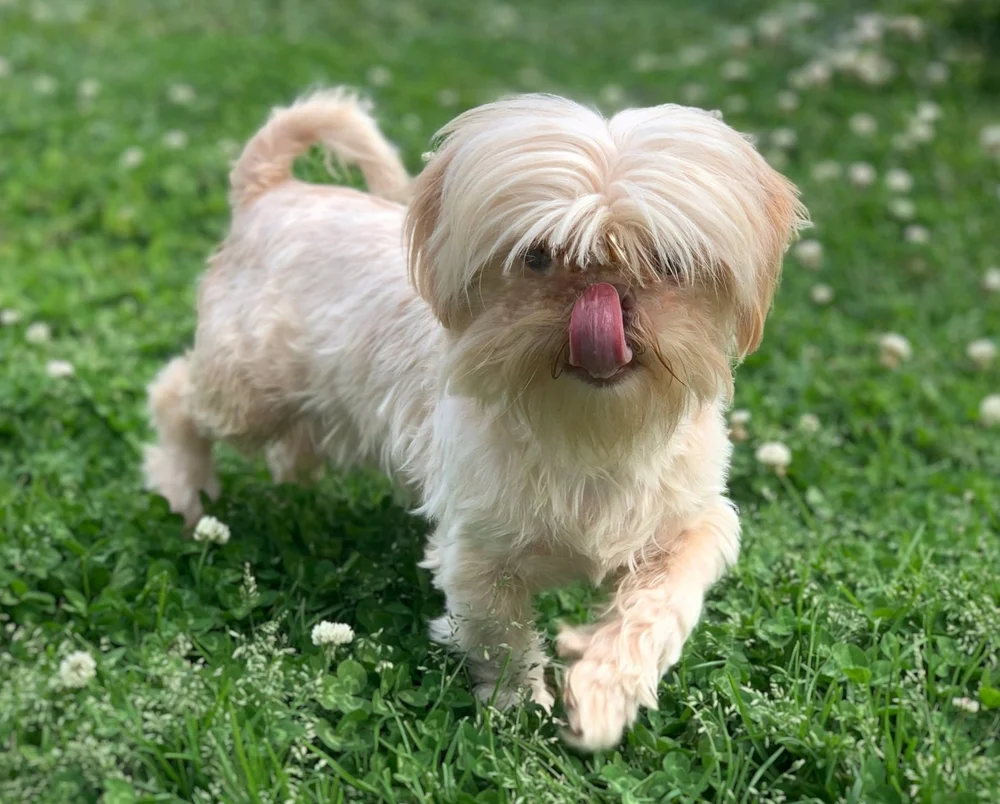 Shih Tzu Puppies Color and Size — OhMyYorkie.com