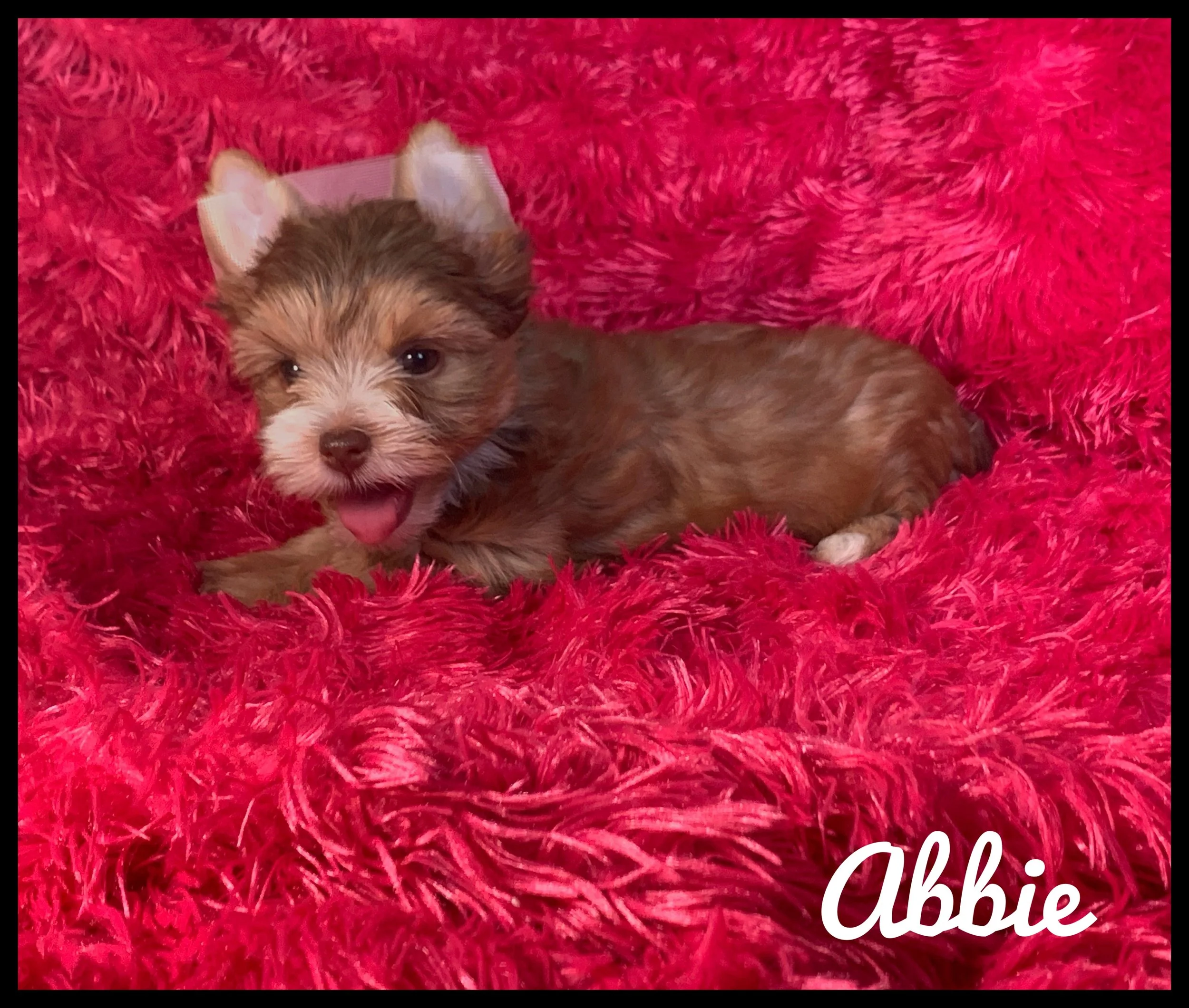 Yorkie Puppies For Sale — OhMyYorkie.comOhMyYorkie