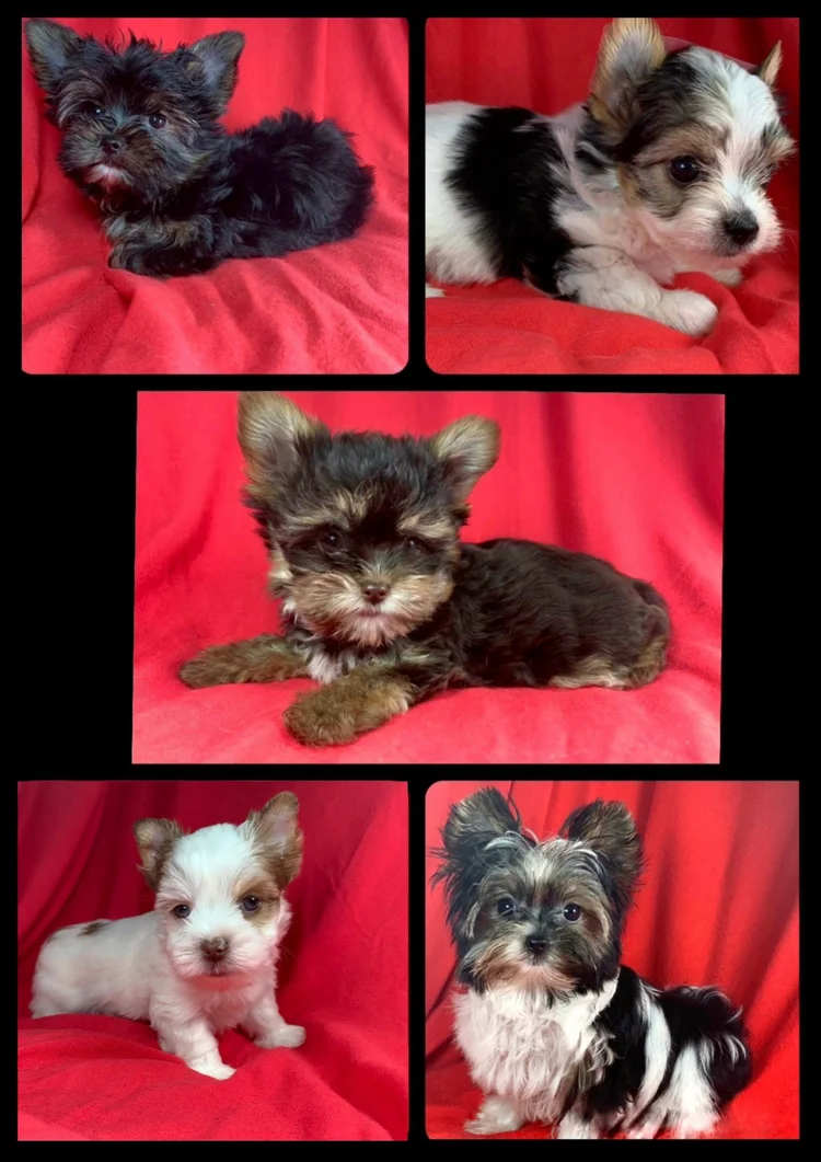 Yorkie Puppies Color and Size — OhMyYorkie.com