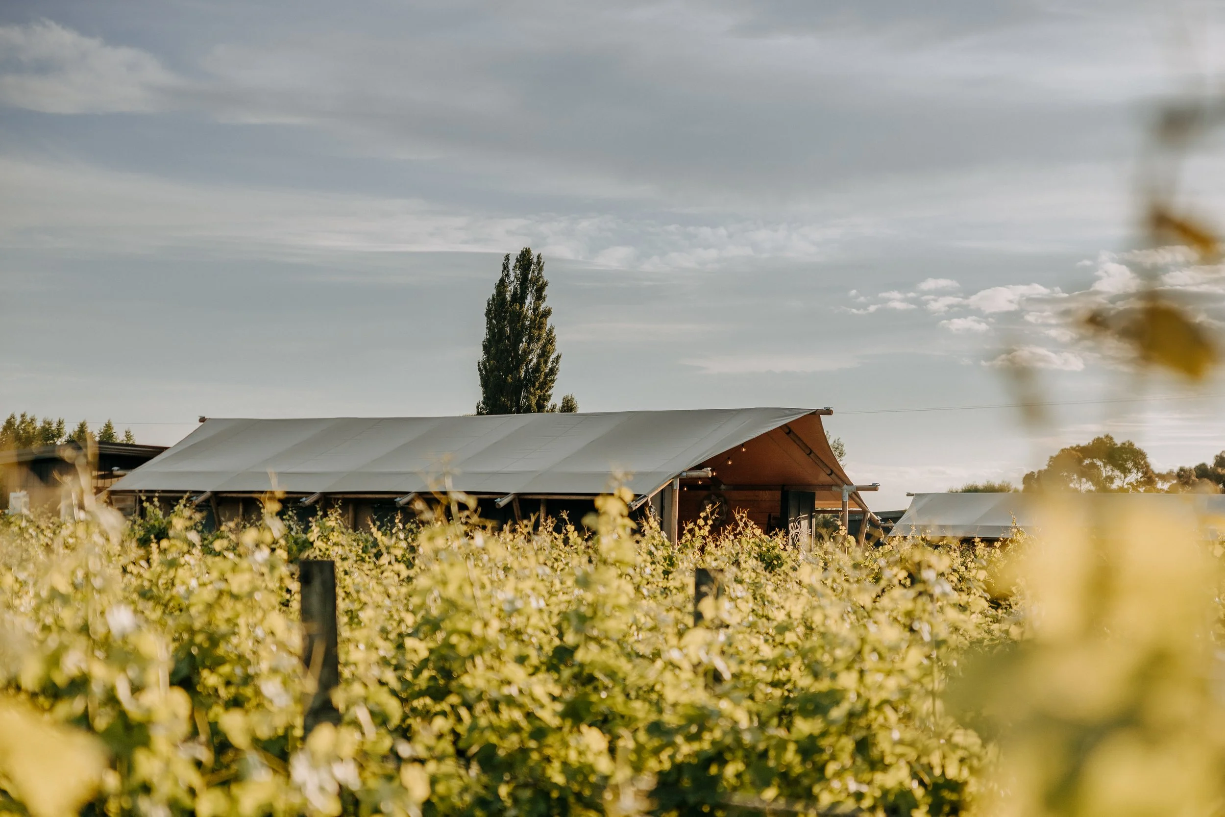 Maxim Wines - Hawke's Bay, New Zealand Wine