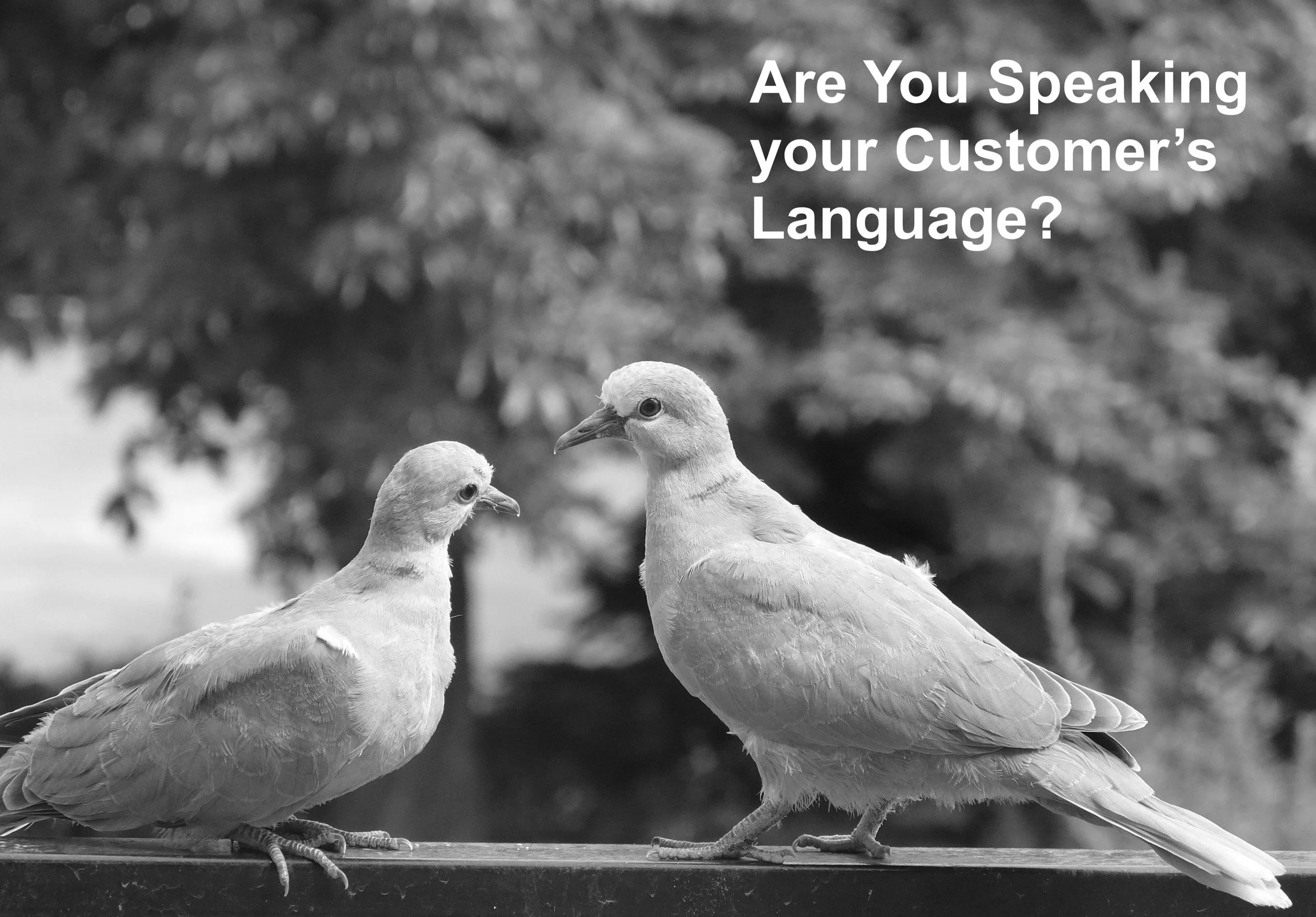 Are You Speaking Your Customer's Language? — Cupela