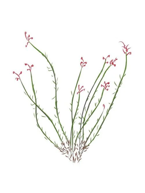 Ocotillo Flower Drawing
