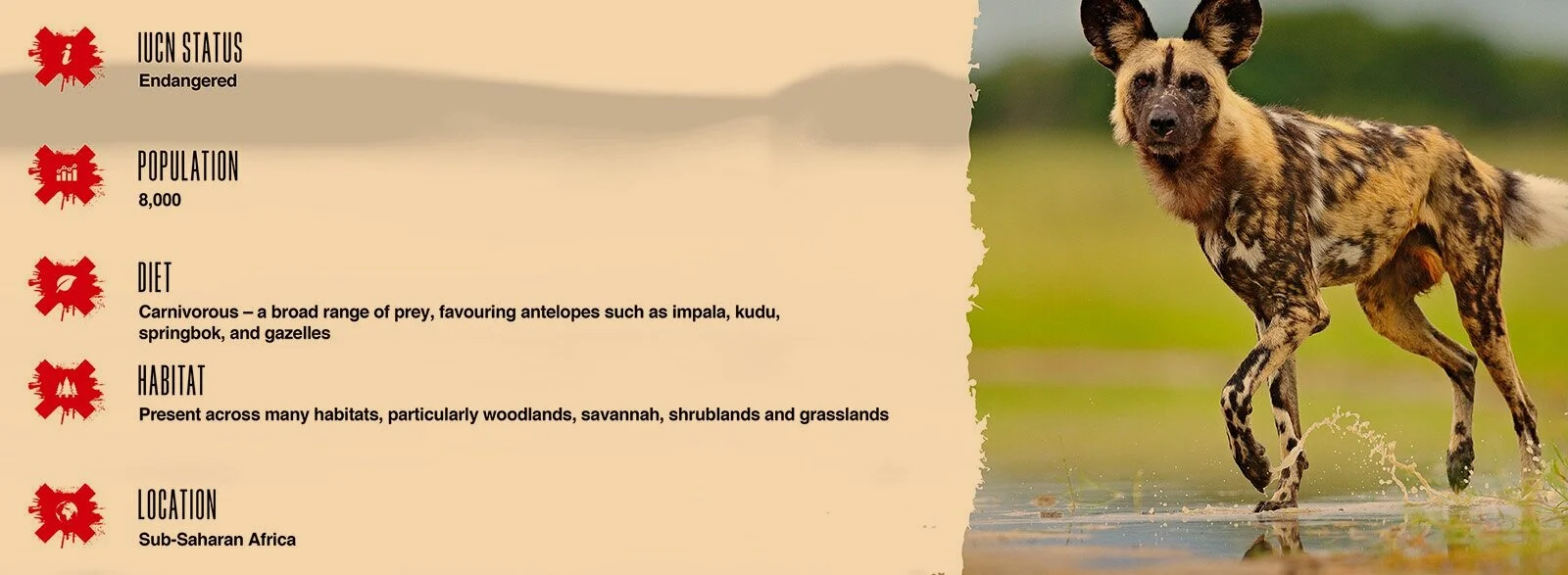 Why Are African Wild Dogs Going Extinct