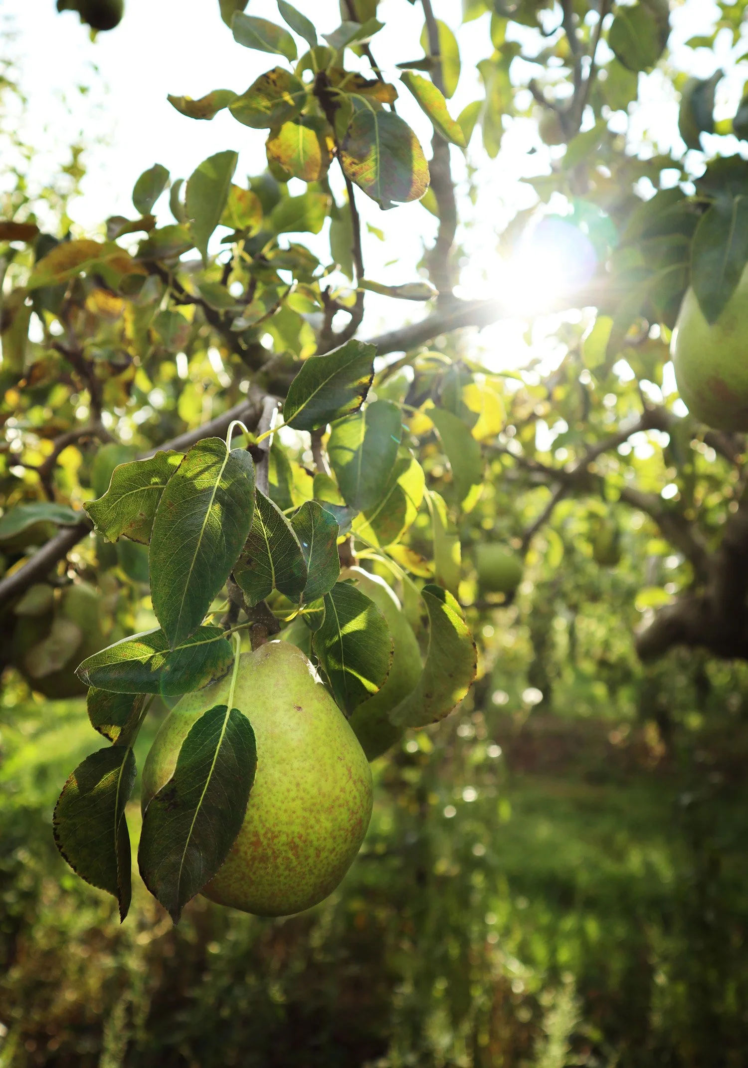 Ginger & Juice Norfolk based Caterer and Preserver