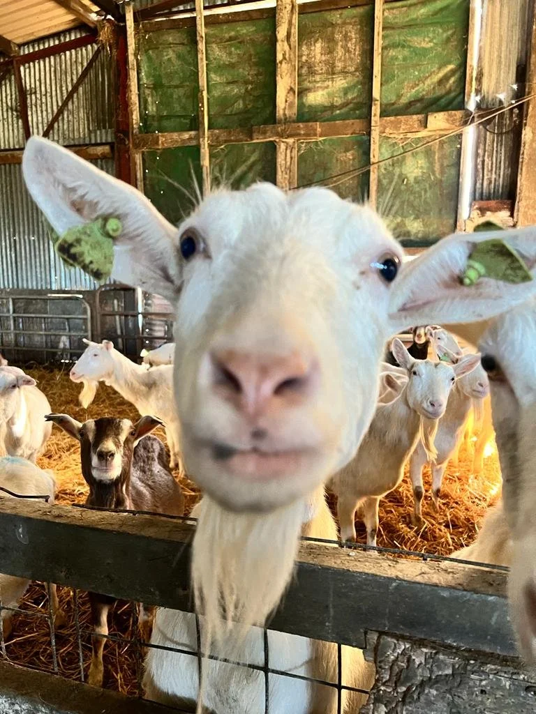 On Your Doorstep Industry Food Tour - Enniscorthy Area — Taste Wexford