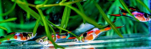 Shop — Endler Ark - Buy Endlers Livebearers Online