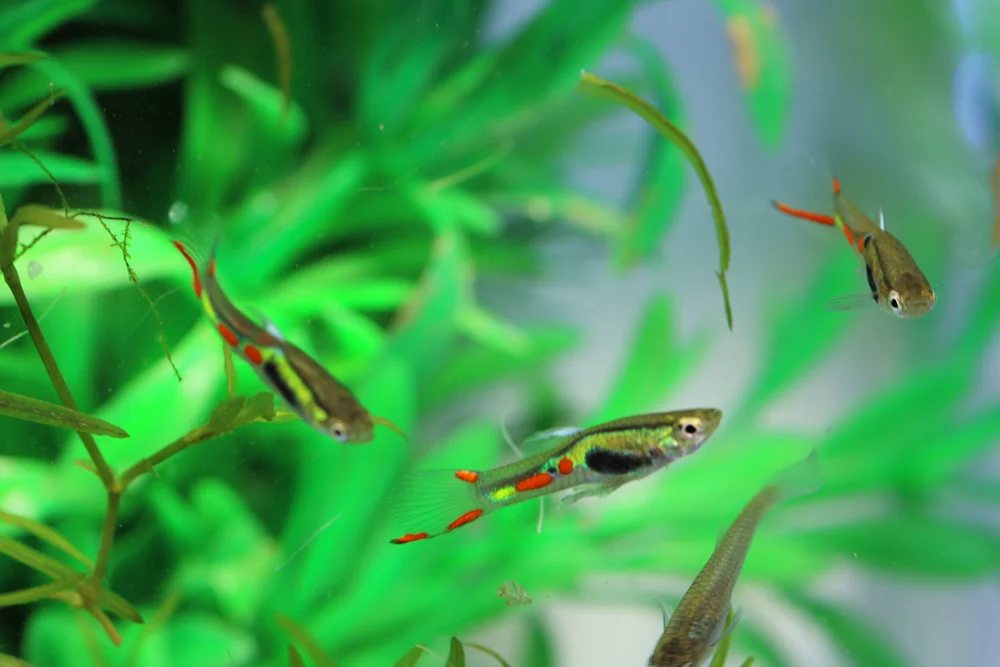 Articles — Endler Ark - Buy Endlers Livebearers Online