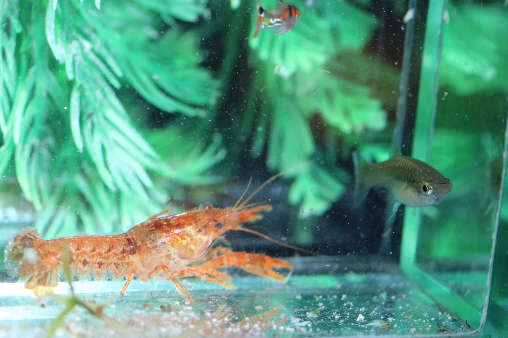 Cherry Shrimp — Endler Ark - Buy Endlers Livebearers Online