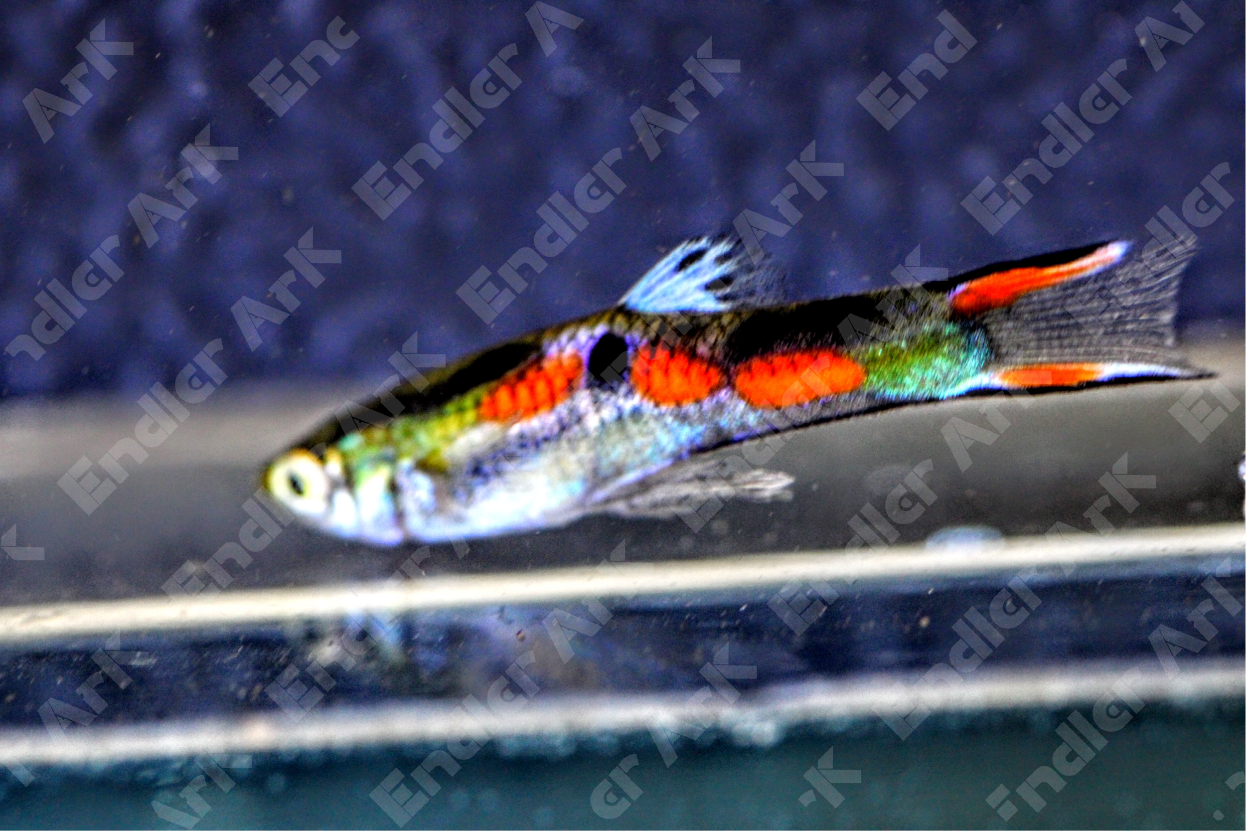 Shop — Endler Ark - Buy Endlers Livebearers Online