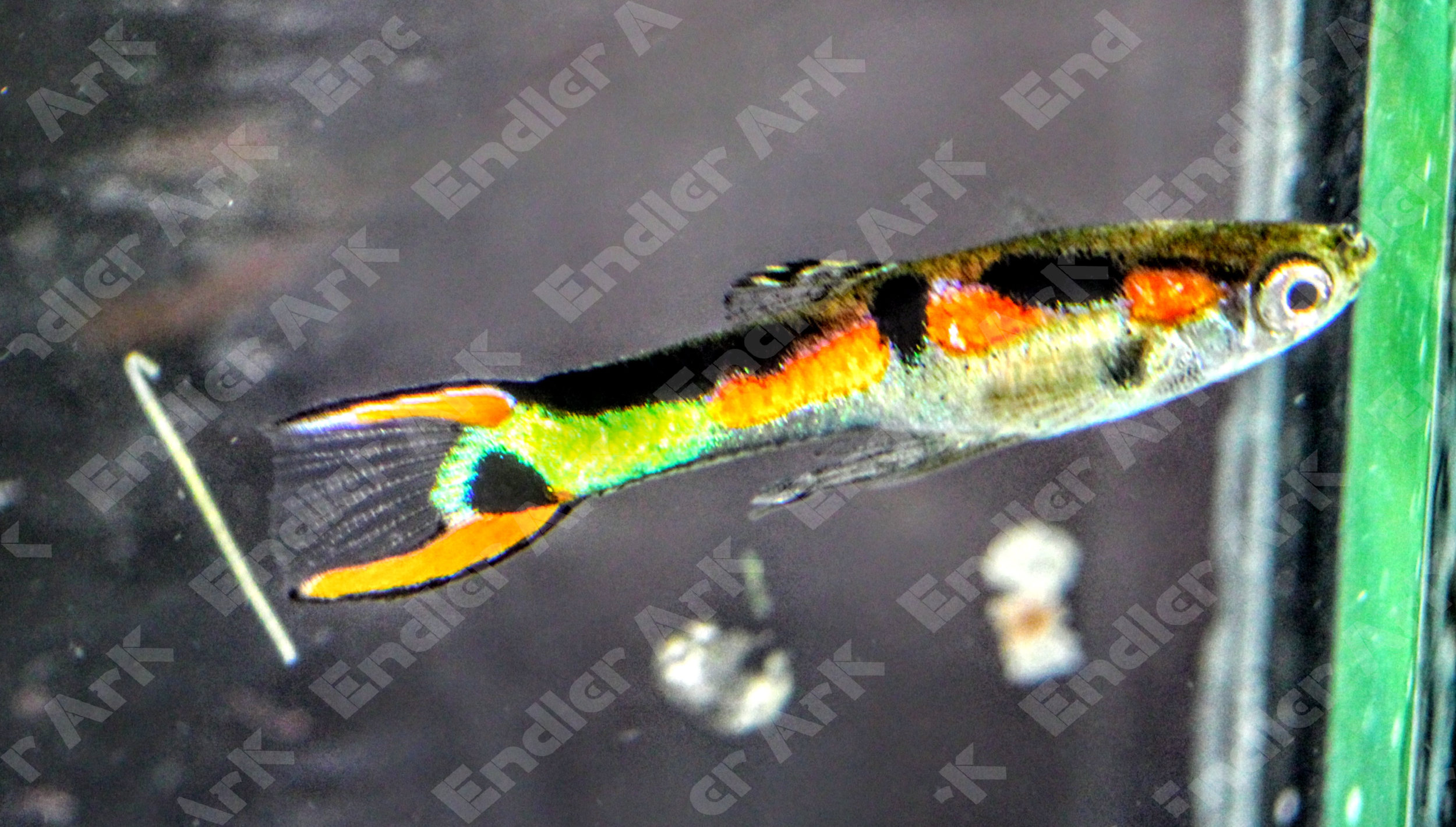 Shop — Endler Ark - Buy Endlers Livebearers Online