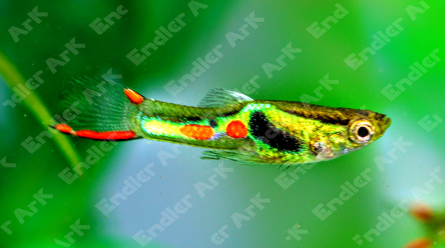Lime Endlers Livebearers