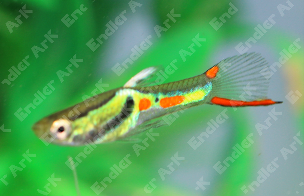 Lime Endlers Livebearers