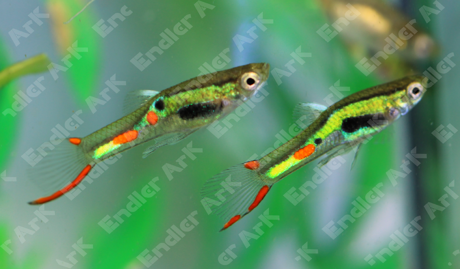 Lime Endlers Livebearers