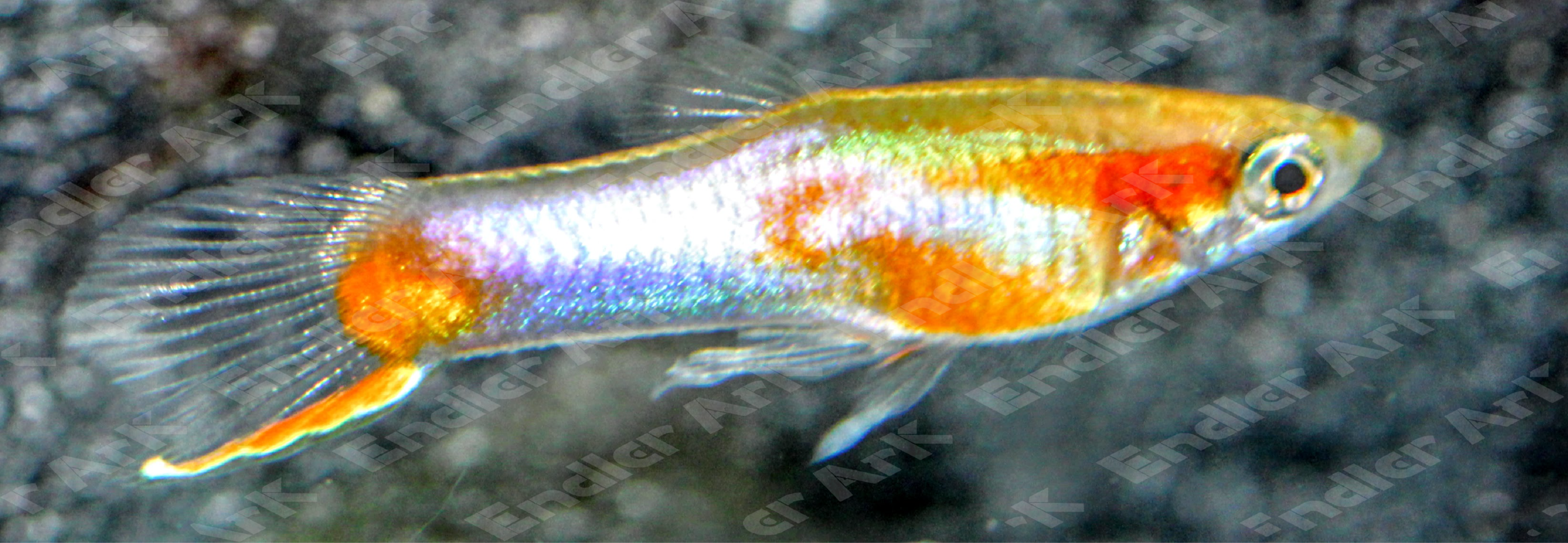 Shop — Endler Ark - Buy Endlers Livebearers Online