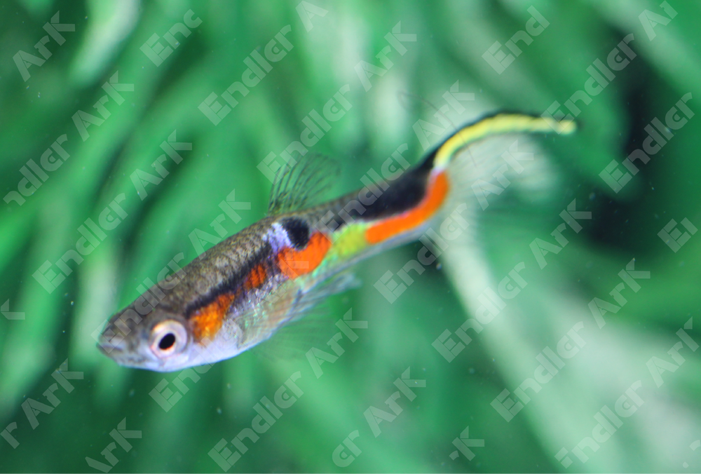 Silverado Endler — Endler Ark - Buy Endlers Livebearers Online
